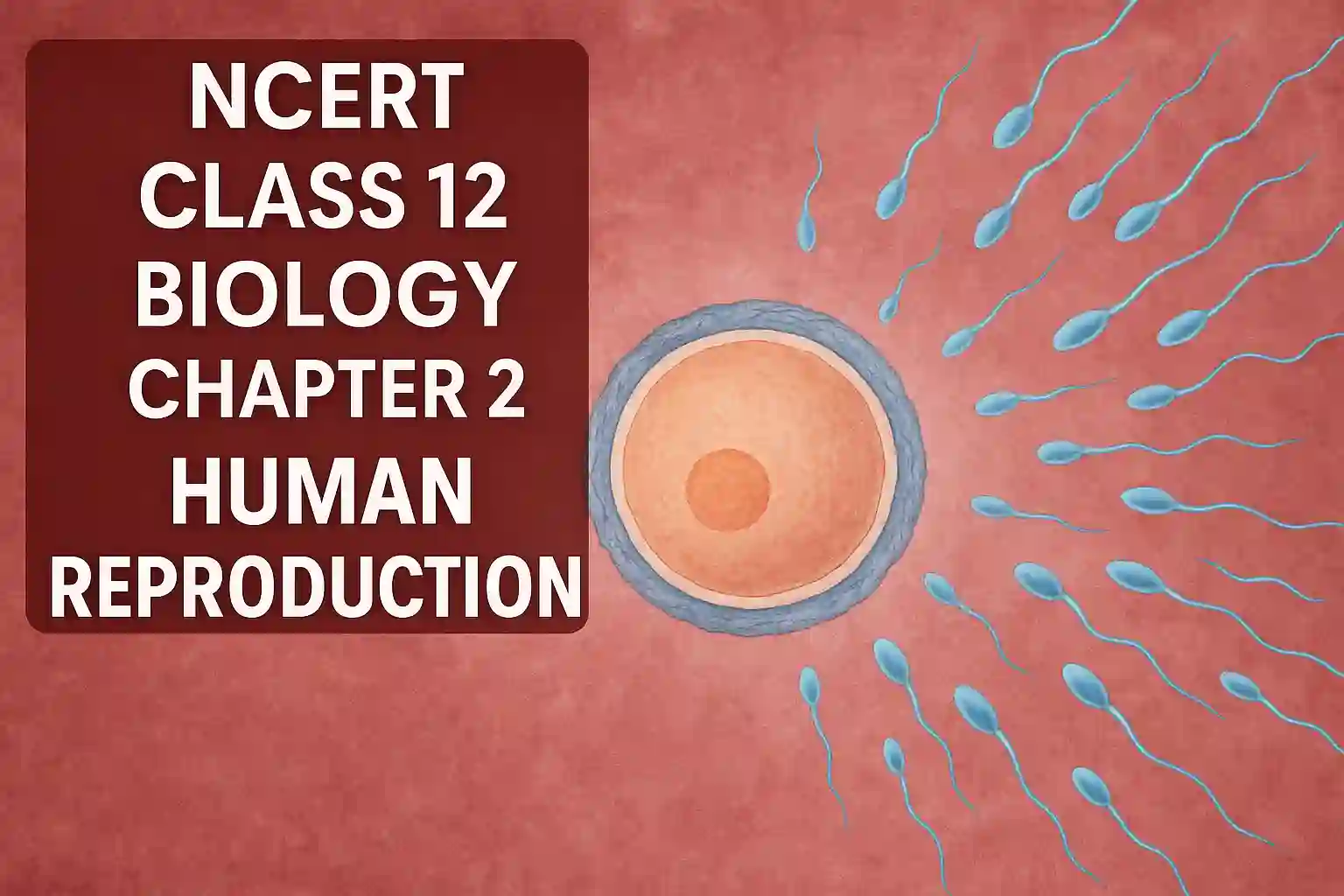 NCERT Class 12 Biology Chapter 2: Human Reproduction PDF Notes and ...